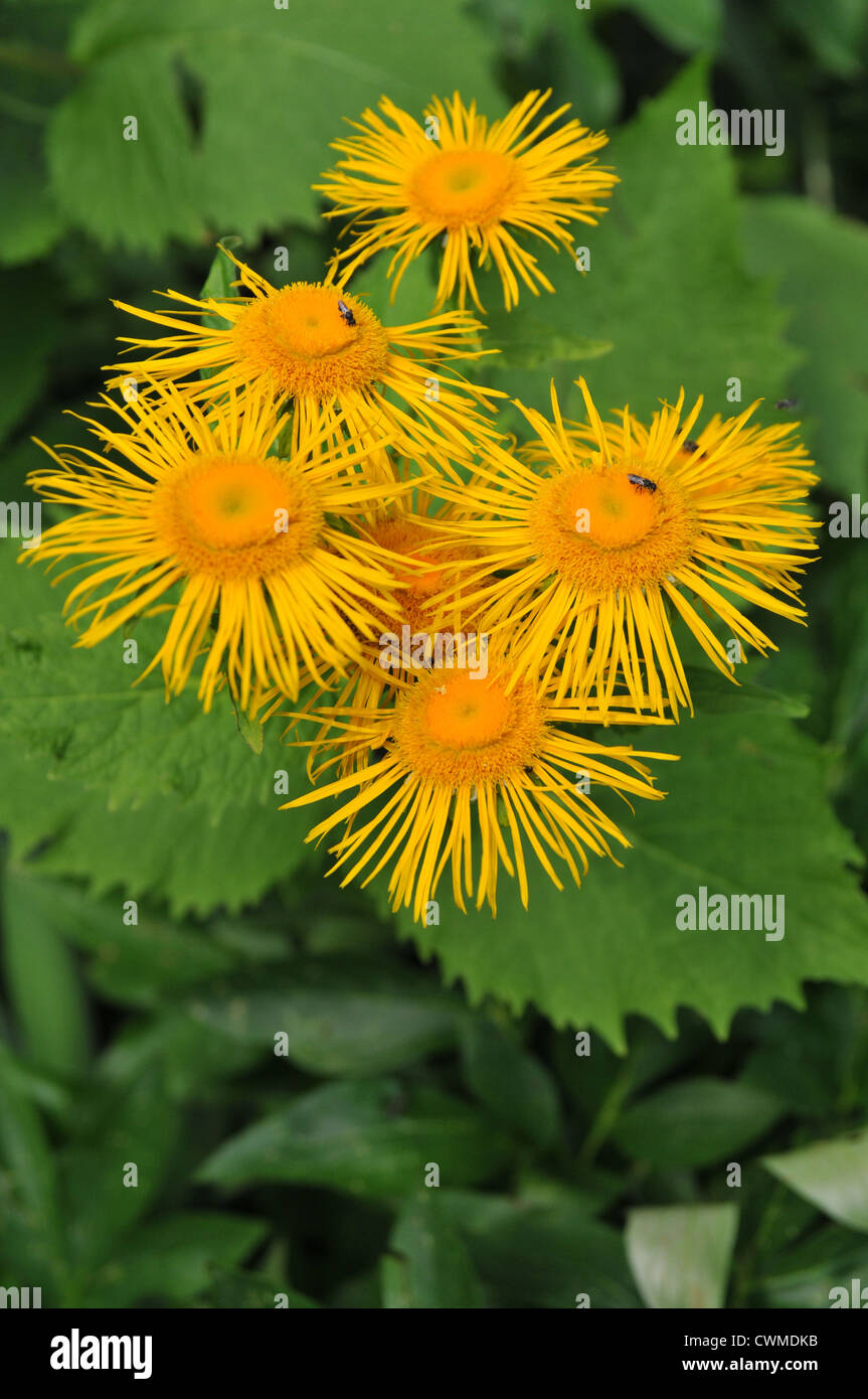 Inula Magnifica High Resolution Stock Photography and Images - Alamy