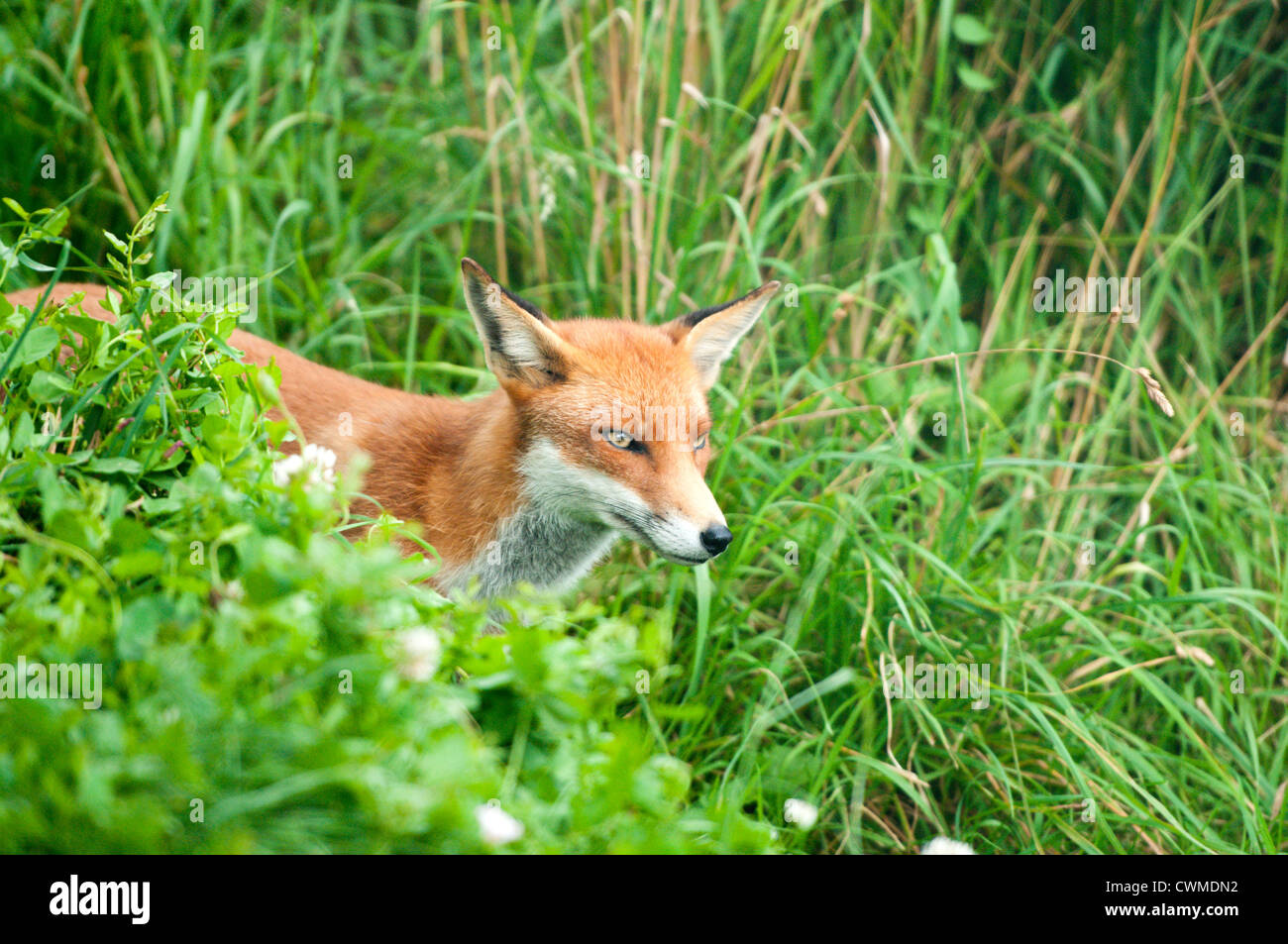 Red fox in daytime Stock Photo - Alamy