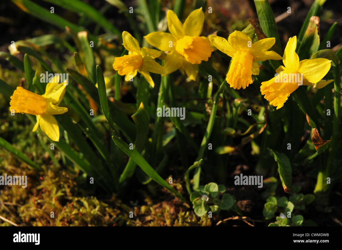 Split corona narcissus hi-res stock photography and images - Alamy