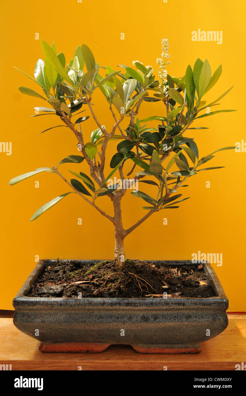 Olive Tree Olea Europaea Pot High Resolution Stock Photography and ...