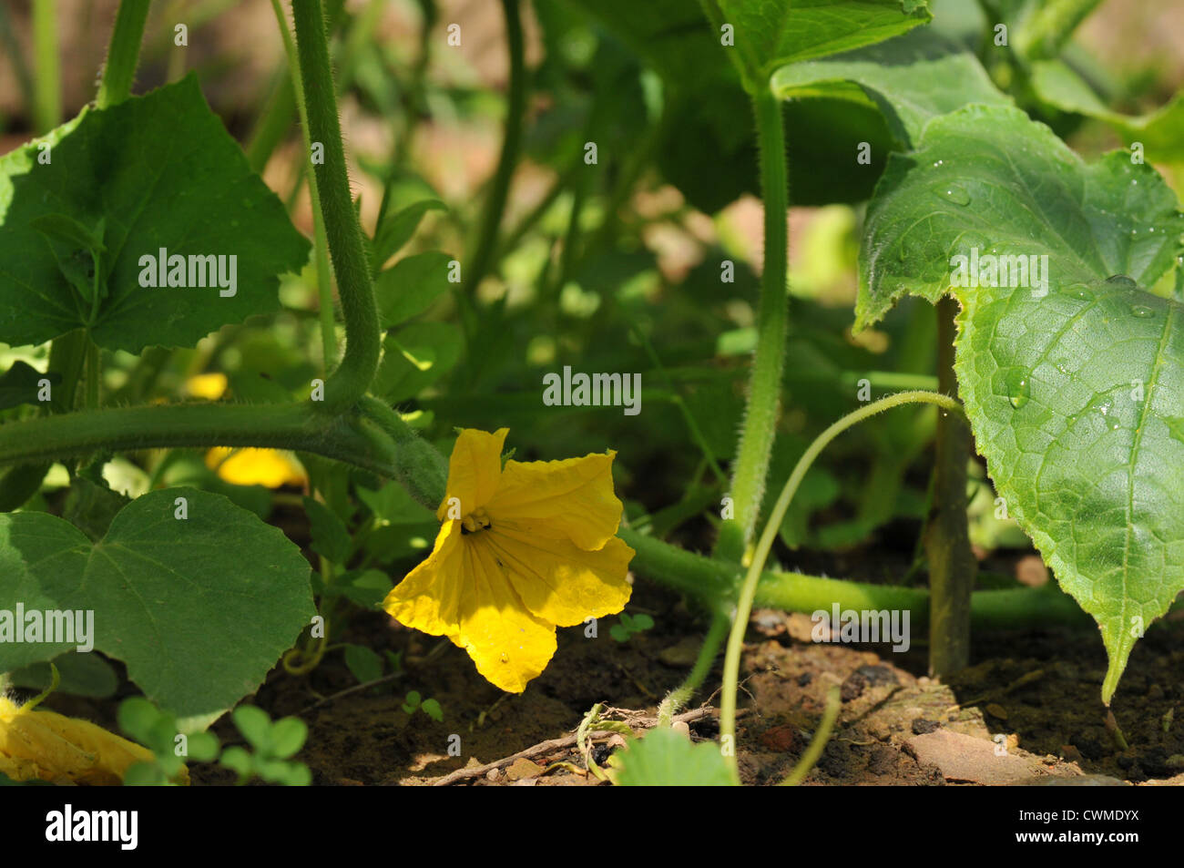 Cucumis sativus garden hi-res stock photography and images - Alamy