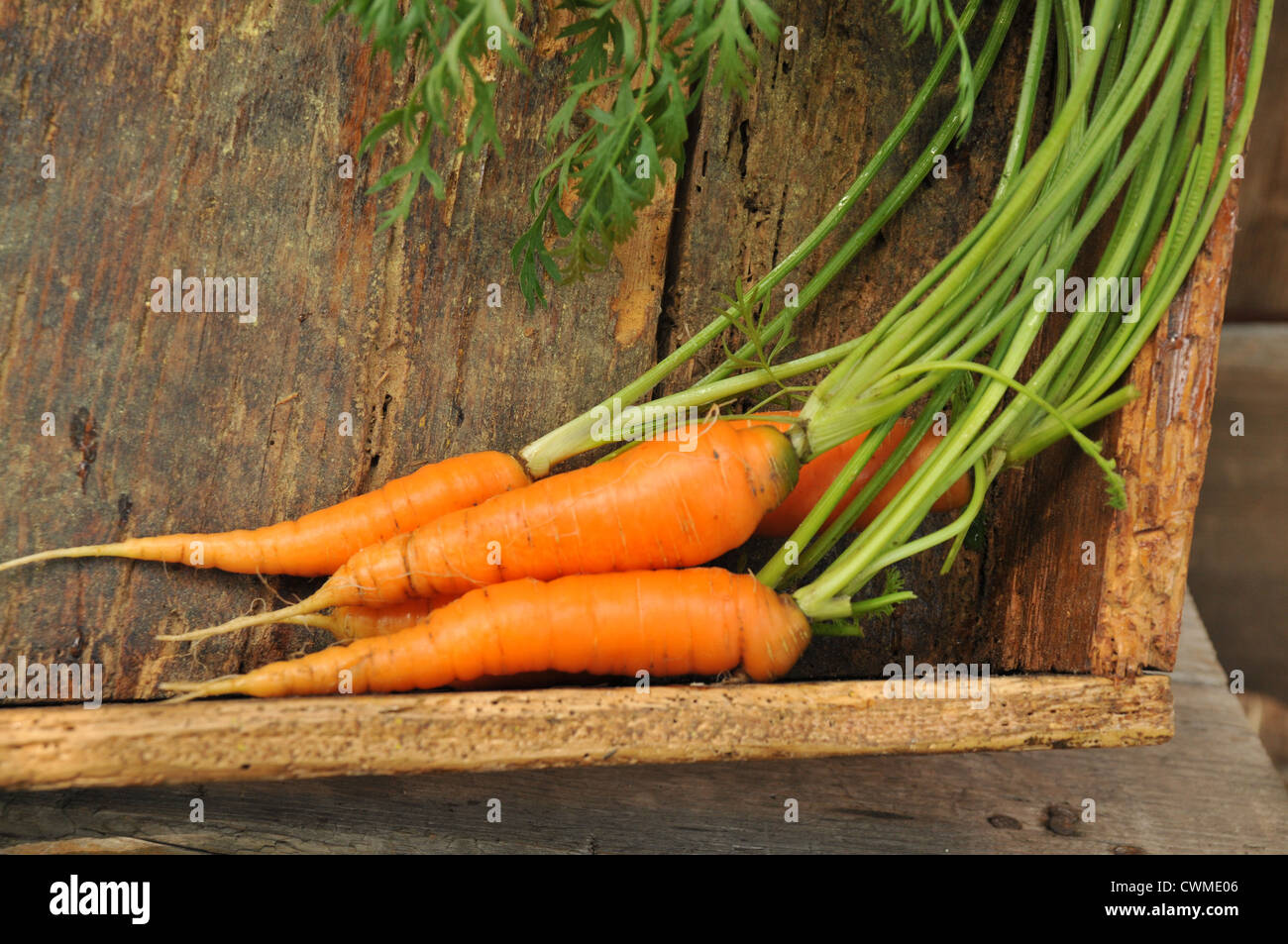 Orange carota hi-res stock photography and images - Alamy