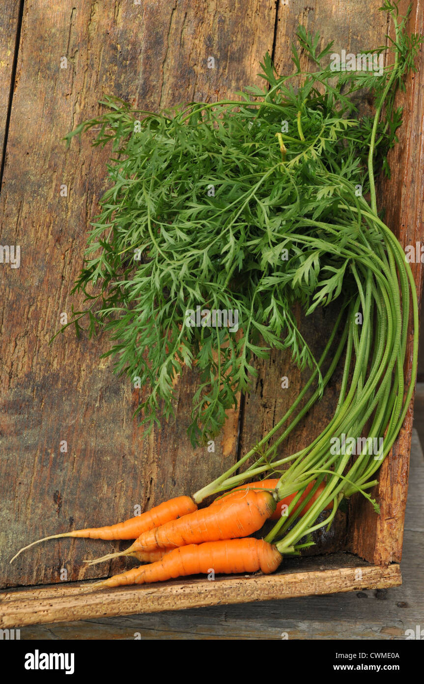 Orange carota hi-res stock photography and images - Alamy