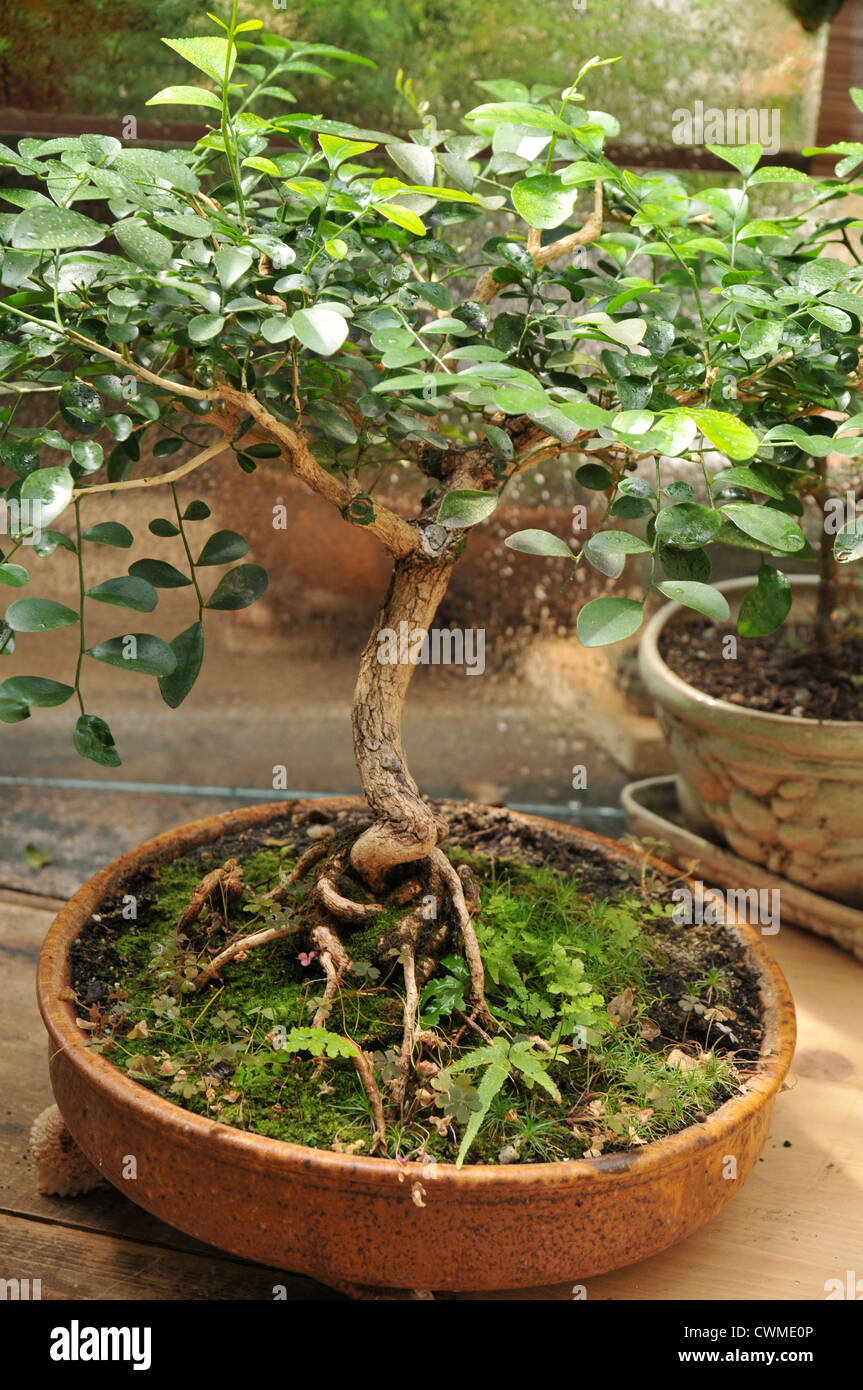 Murraya paniculata bonsai hi-res stock photography and images - Alamy