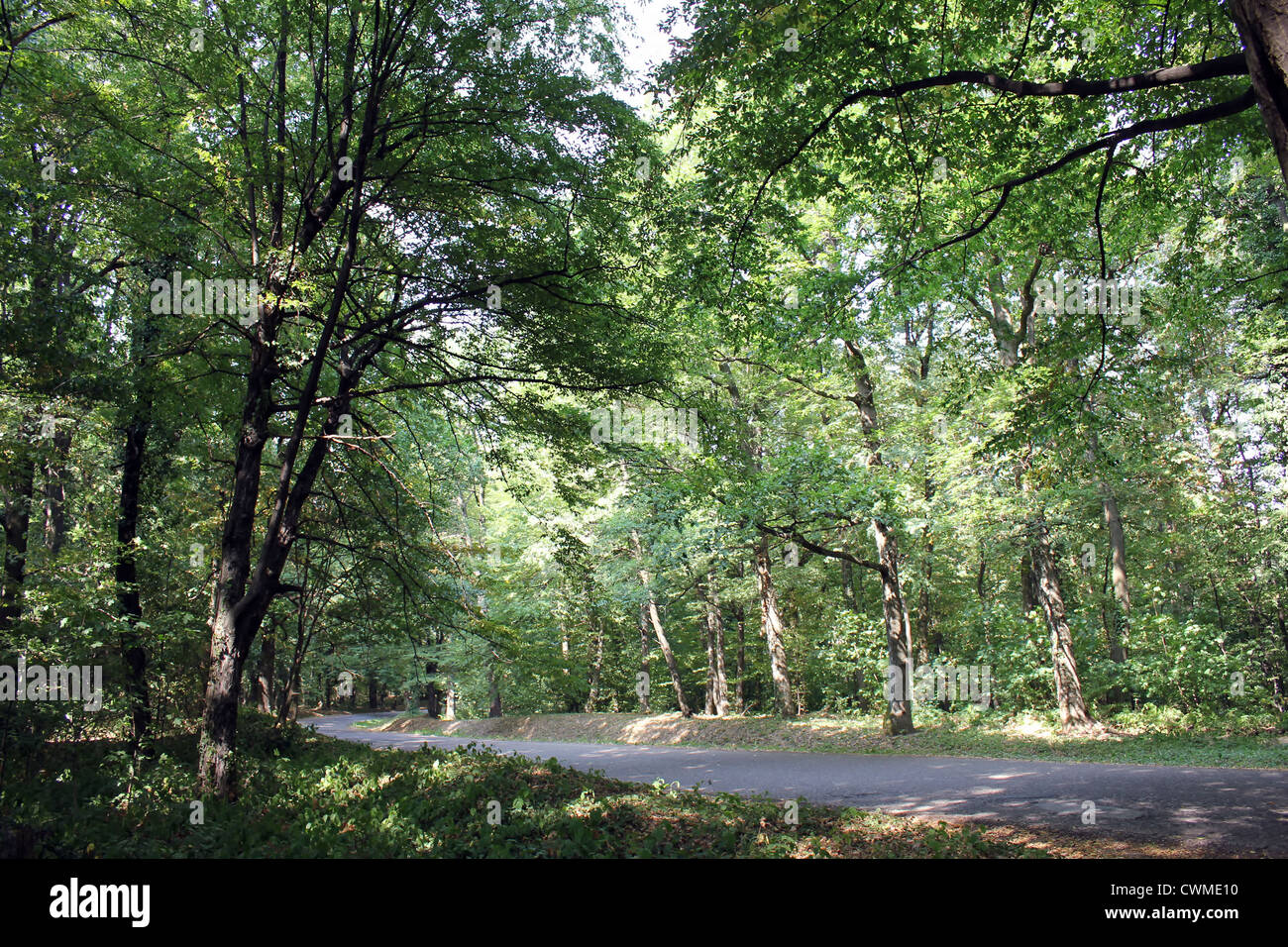 Road to forest Stock Photo - Alamy