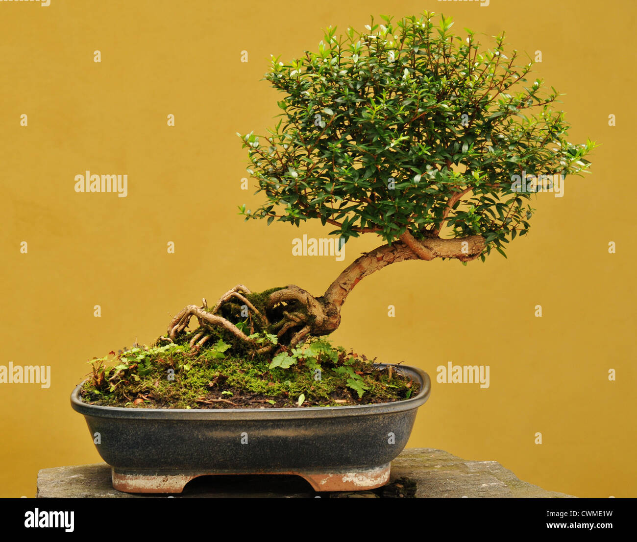 Myrtus tree hi-res stock photography and images - Alamy