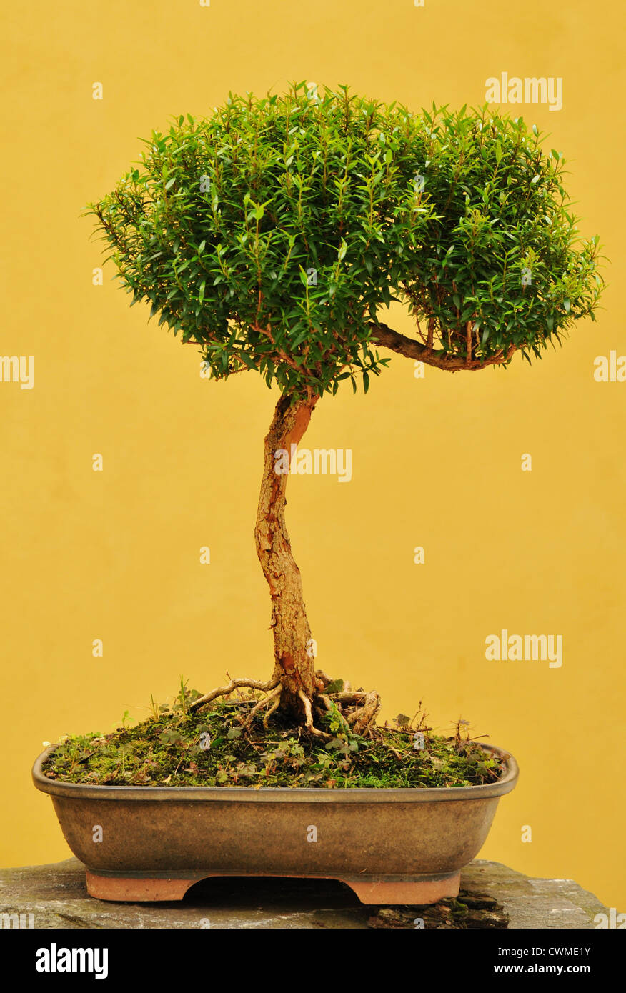 Myrtus tree hi-res stock photography and images - Alamy