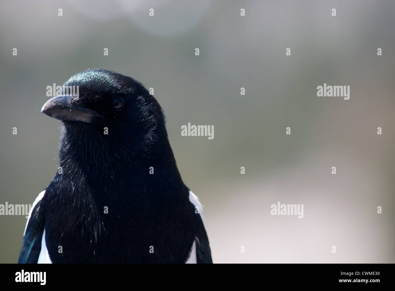 Black billed magpie or european magpie hi-res stock photography and ...
