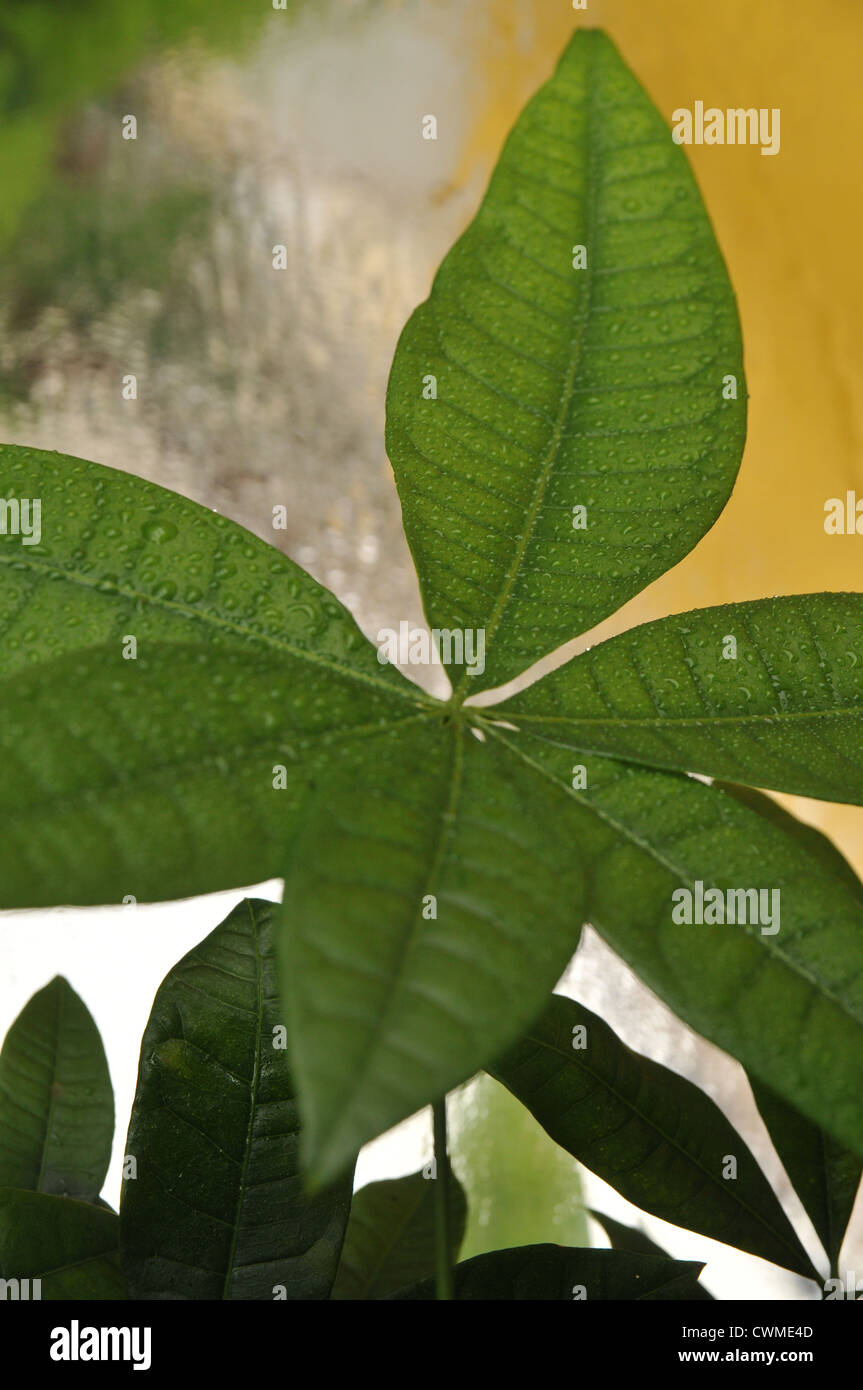 Pachira leaves hi-res stock photography and images - Alamy