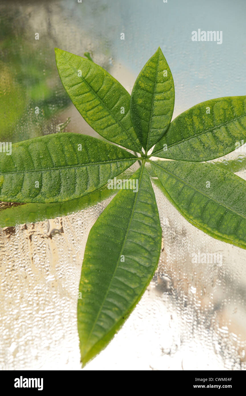 Pachira leaves hi-res stock photography and images - Alamy