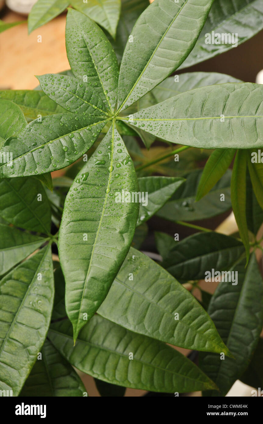 Pachira leaves hi-res stock photography and images - Alamy