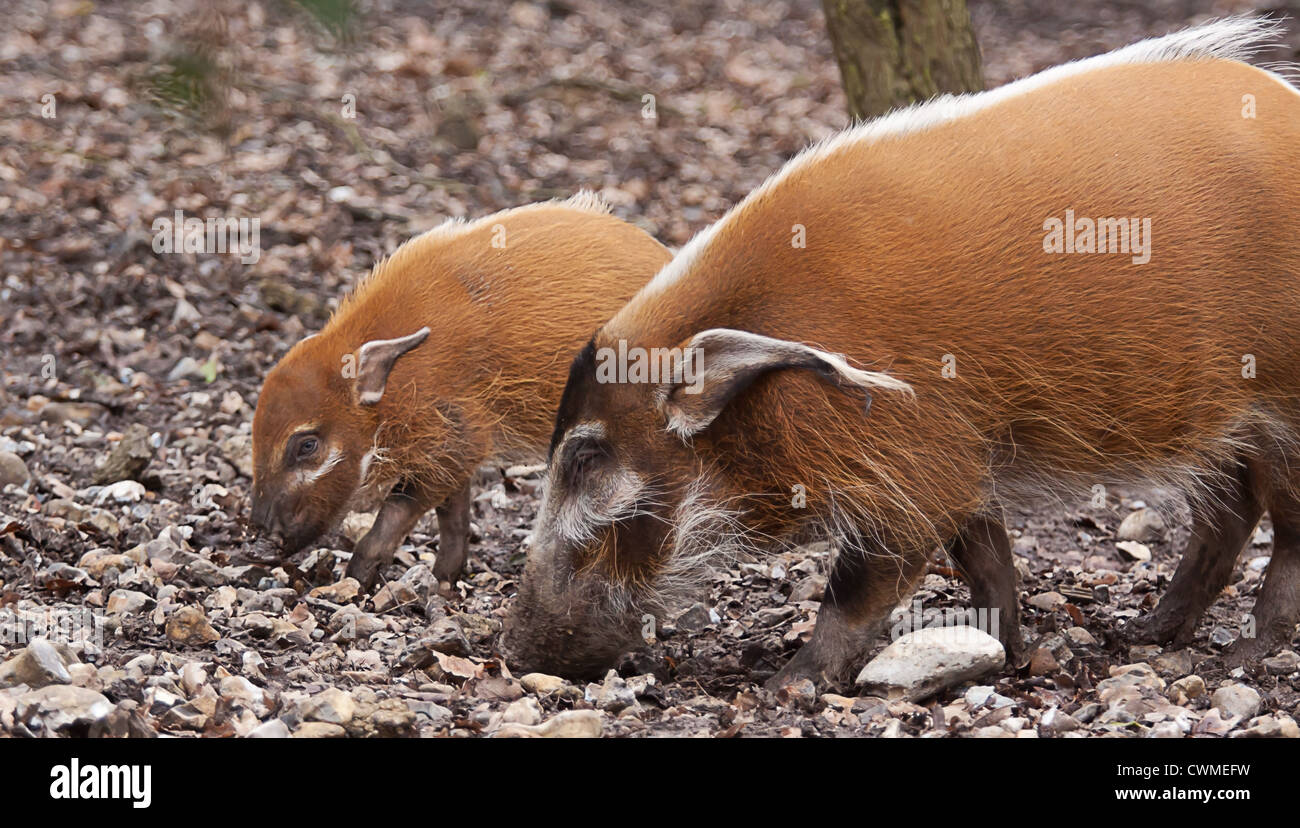 Red river hog ears hi-res stock photography and images - Alamy