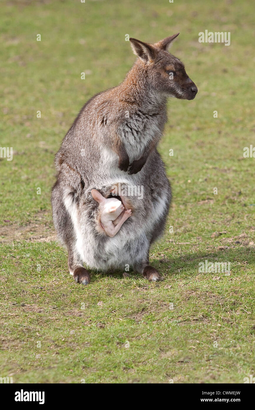 Wallaby Hopping High Resolution Stock Photography and Images - Alamy