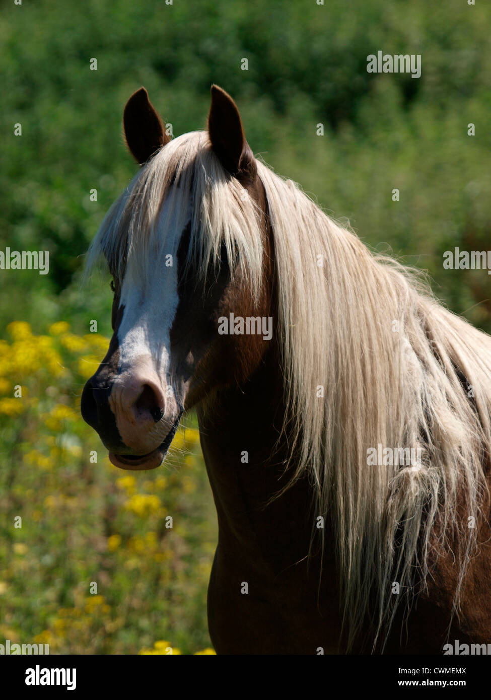 Welsh Pony, UK Stock Photo - Alamy