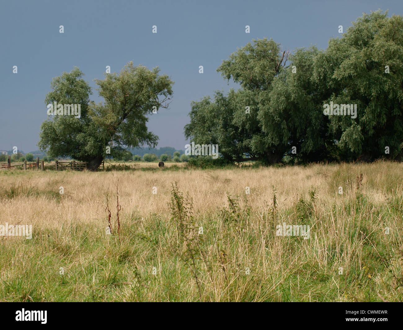 Norfolk countryside, UK Stock Photo - Alamy