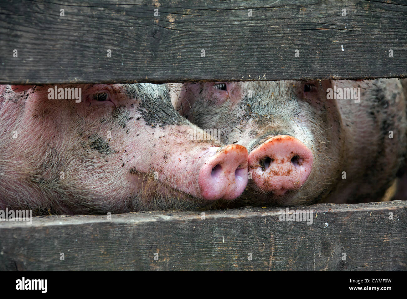 Two curious domestic pigs (Sus scrofa domesticus) looking through planks of wooden fence ...