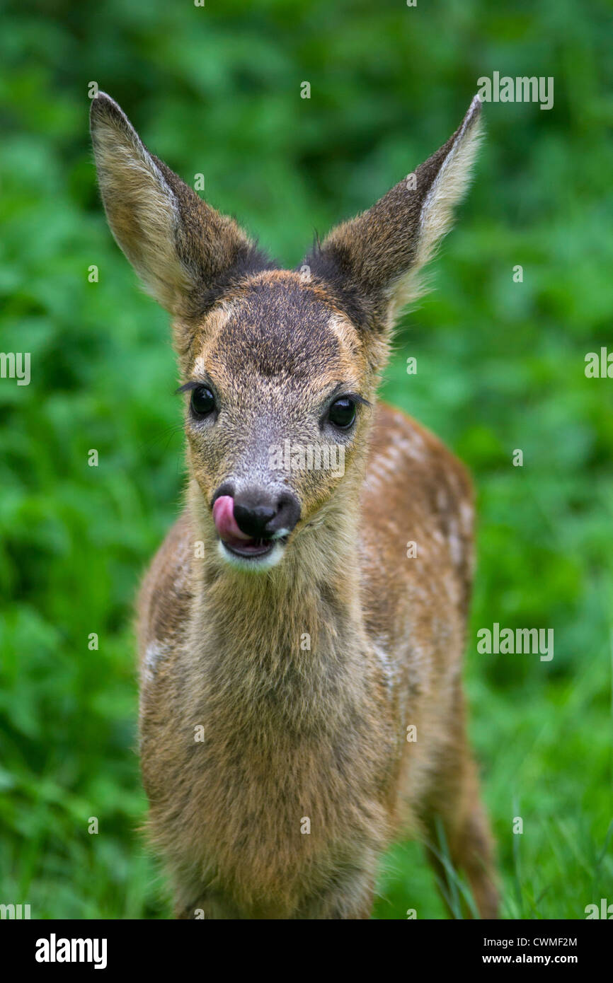 Baby Deer Nose