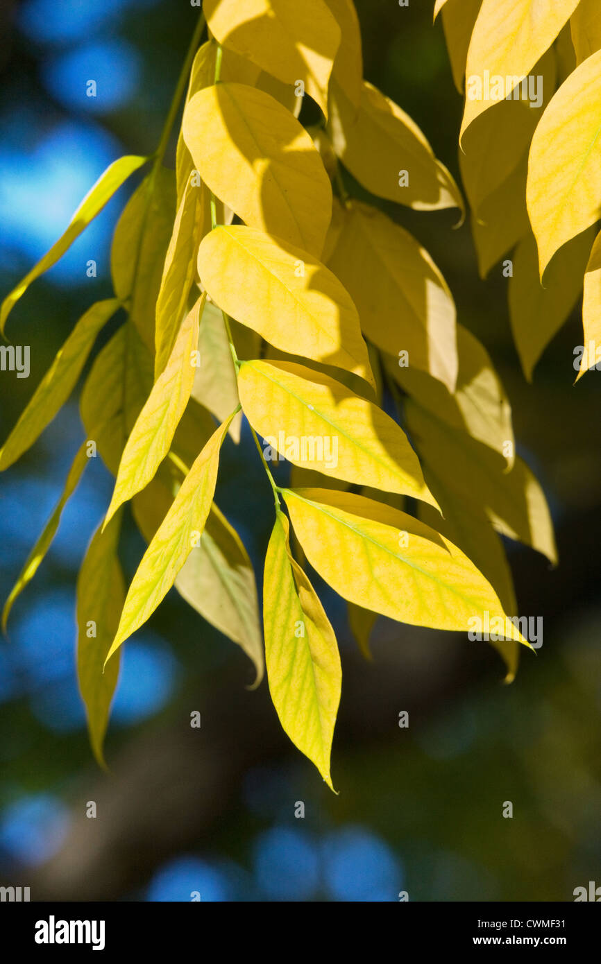 Robinia pseudoacacia pod hi-res stock photography and images - Alamy