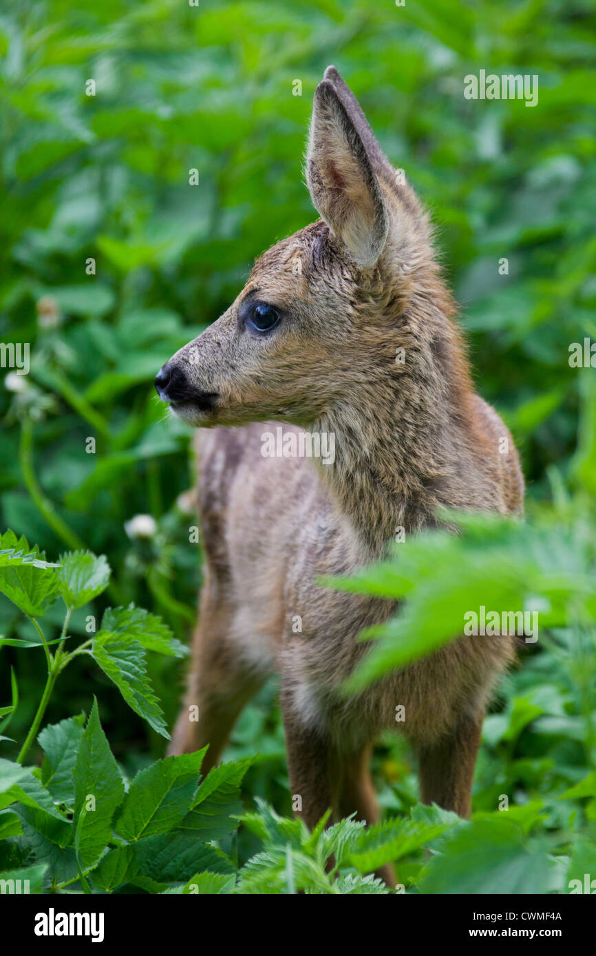 Roe deer (Capreolus capreolus) fawn among vegetation in forest's edge ...