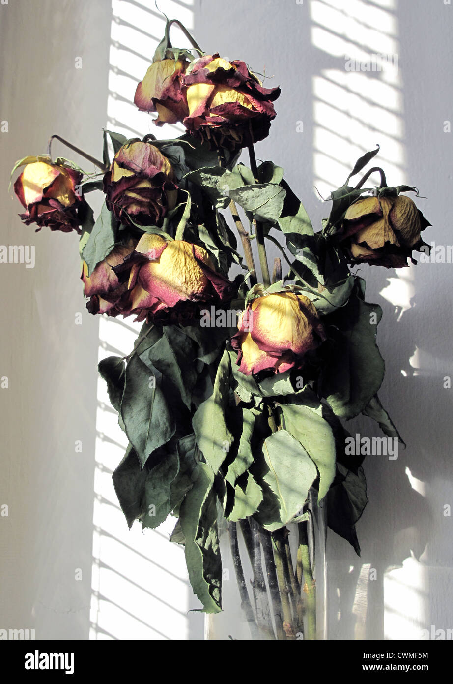 Bunch of dead roses hi-res stock photography and images - Alamy