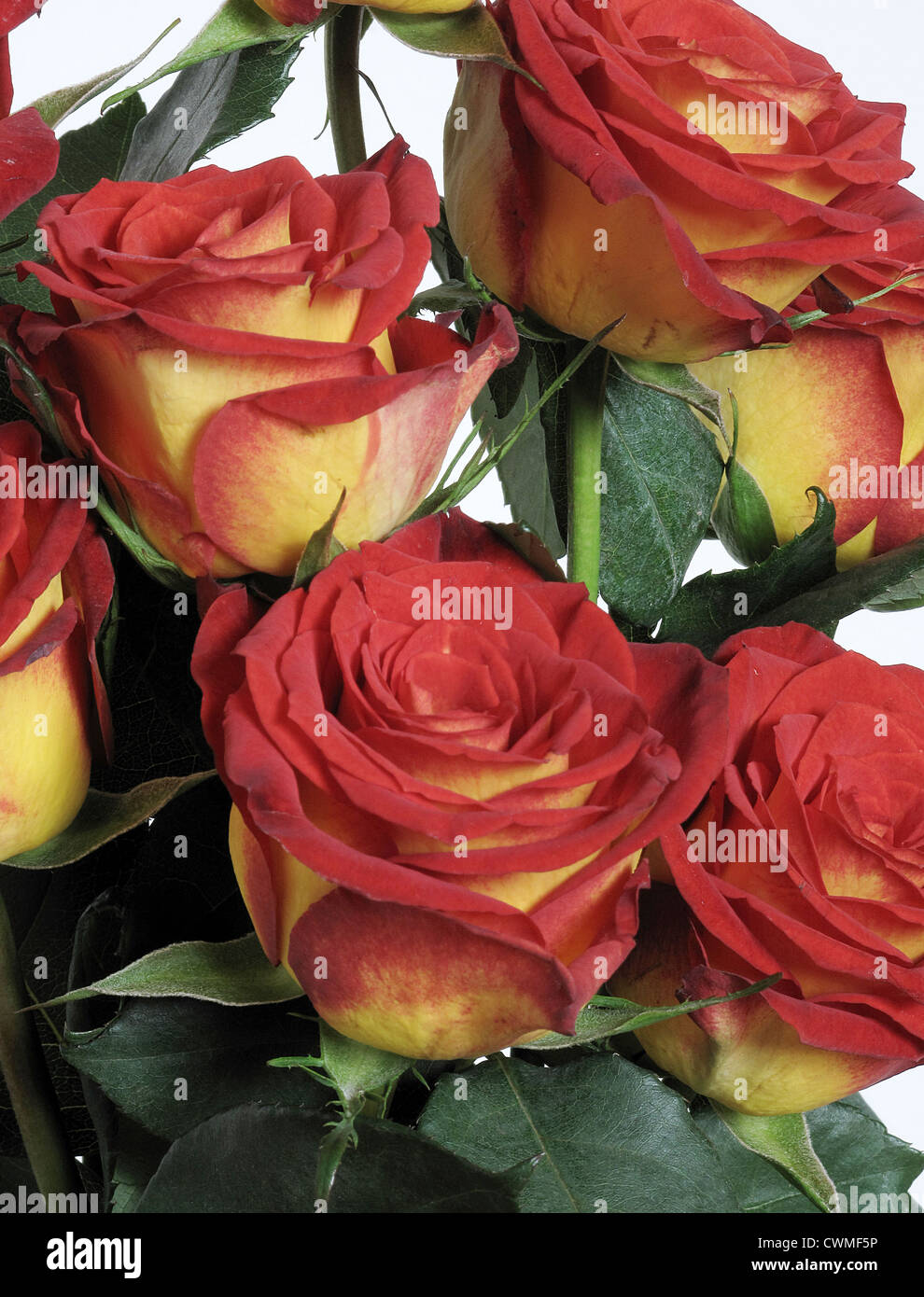 Group red roses cut out hi-res stock photography and images - Alamy