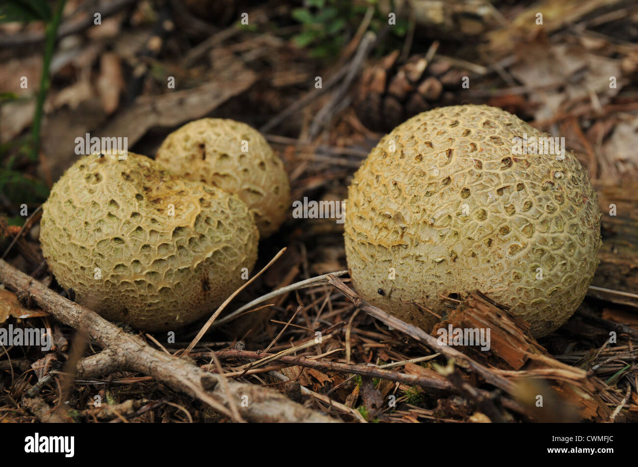 Citrinum hi-res stock photography and images - Alamy
