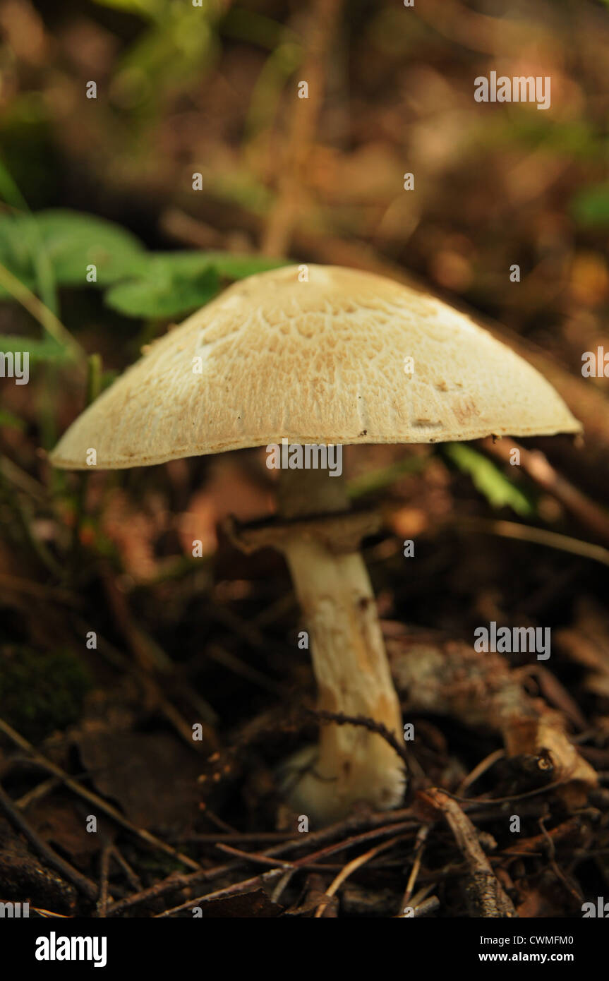 Agaricus Silvaticus High Resolution Stock Photography and Images - Alamy