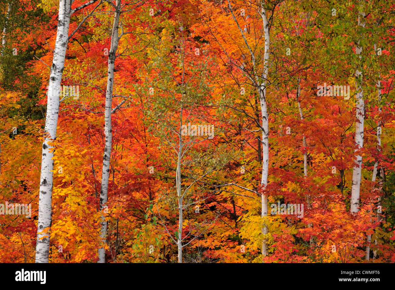 Red maple and aspen trees in autumn, Elliot Lake, Ontario, Canada Stock ...