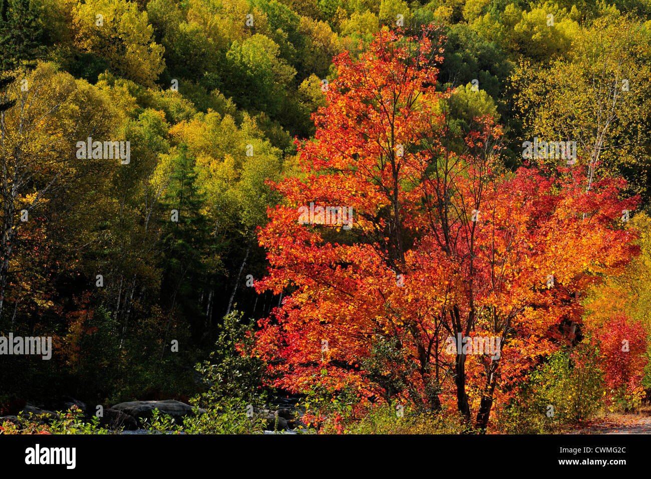 Red maple at edge of Little White River in autumn, Elliot Lake, Ontario ...