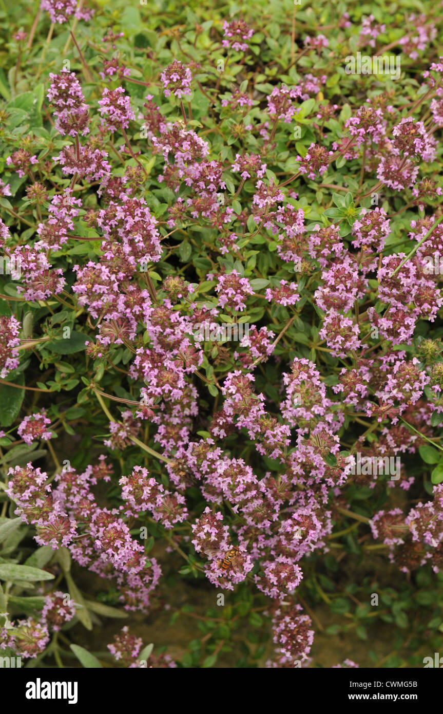 Violet Blooming Creeping Thyme High Resolution Stock Photography and ...