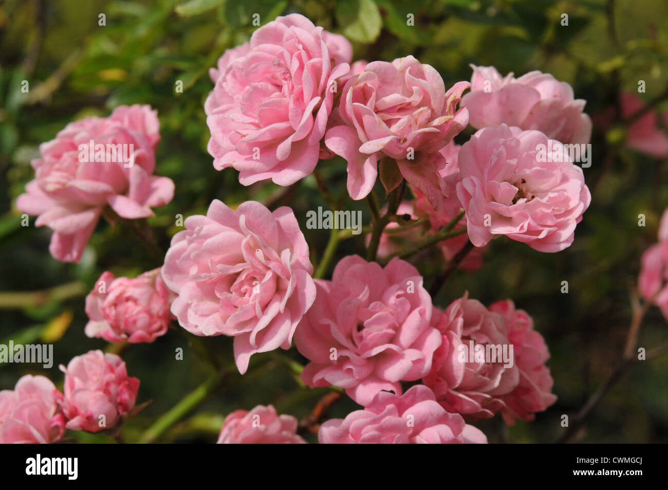 Rose rosa hybrida hi-res stock photography and images - Alamy