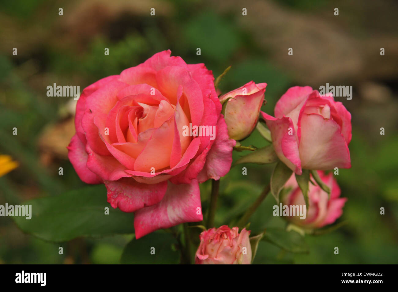 Rose rosa hybrida hi-res stock photography and images - Alamy
