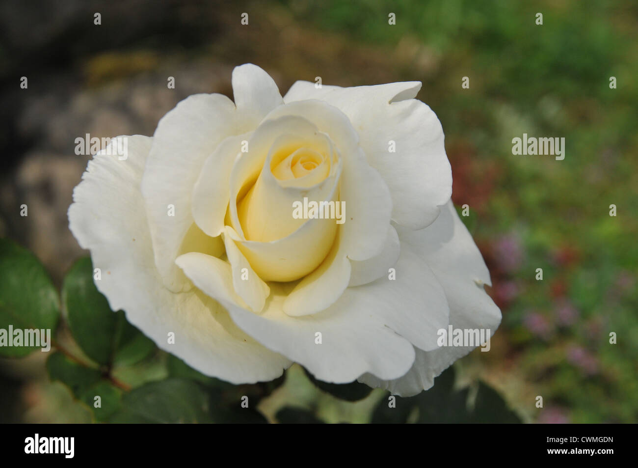 Rose rosa hybrida hi-res stock photography and images - Alamy