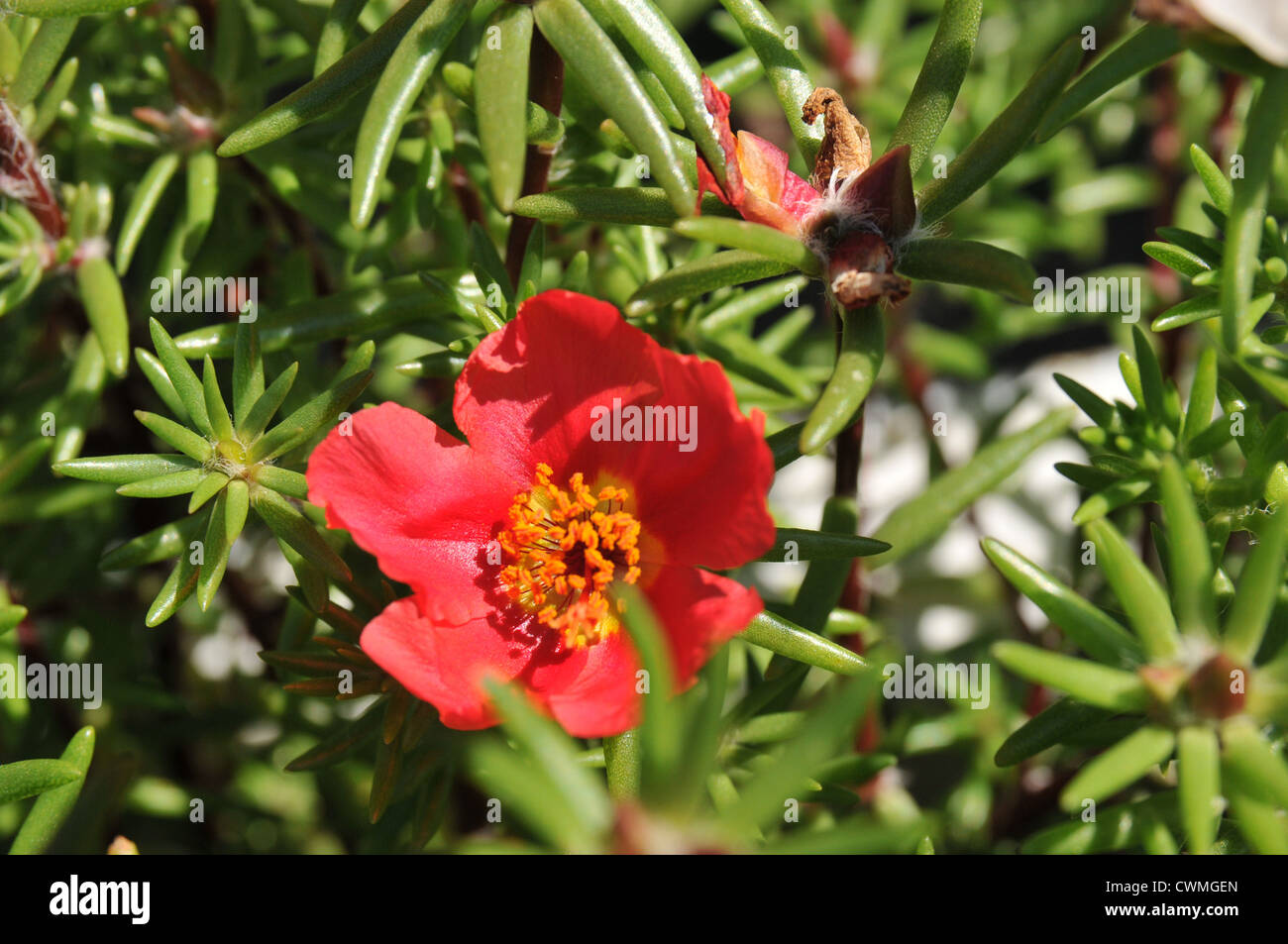 Red portulaca hi-res stock photography and images - Alamy