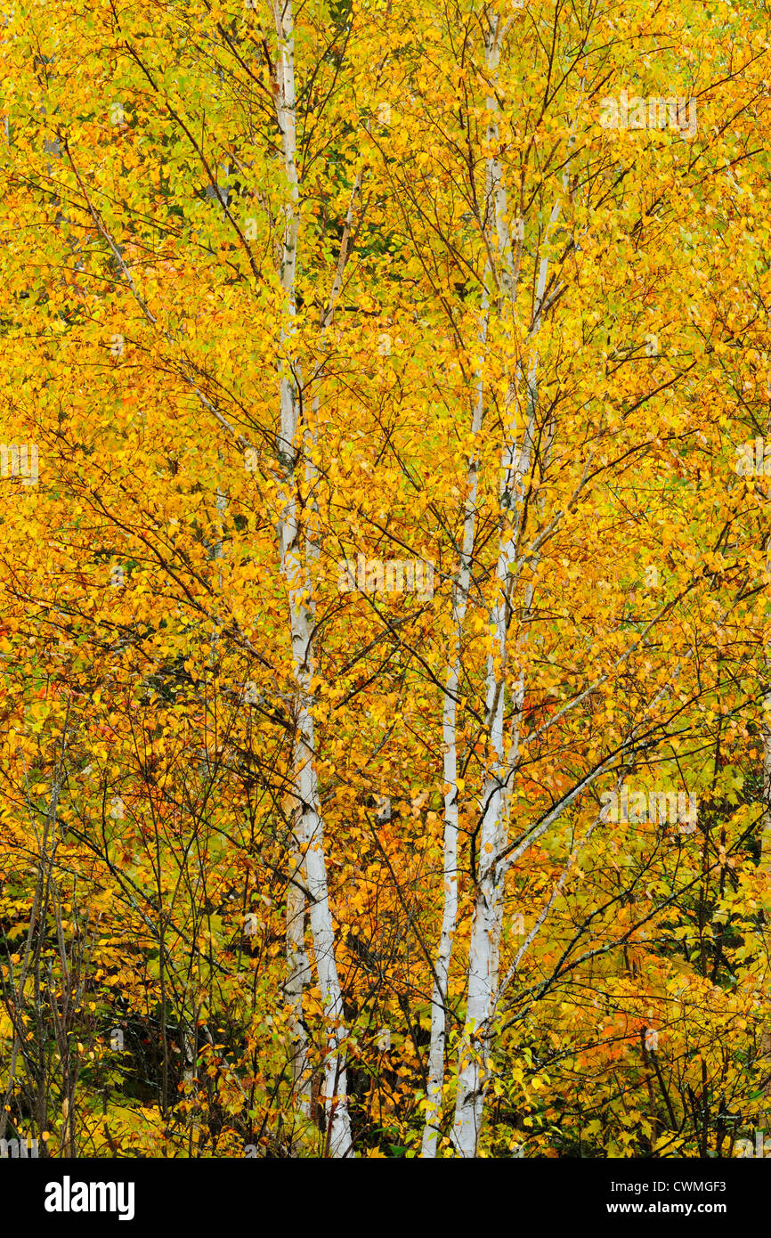 White birch tree in autumn hi-res stock photography and images - Alamy