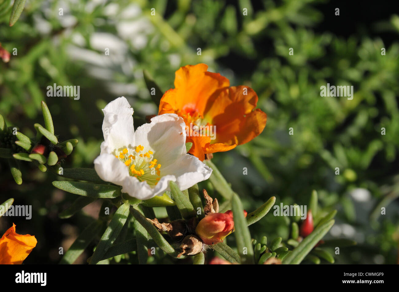 Portulaca grandiflora white hi-res stock photography and images - Alamy