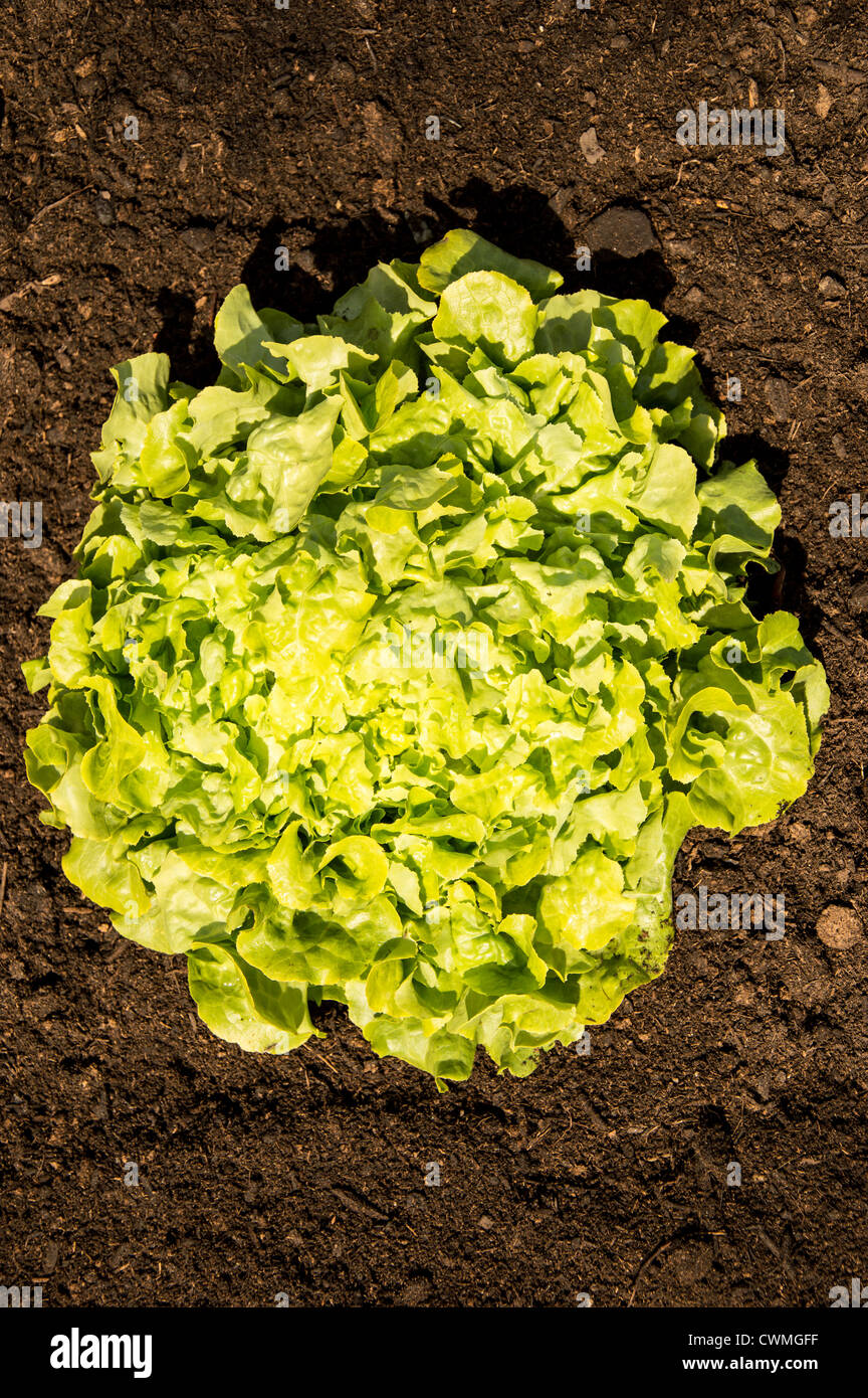 Fresh Lettuce in the Garden photographed from the top Stock Photo - Alamy