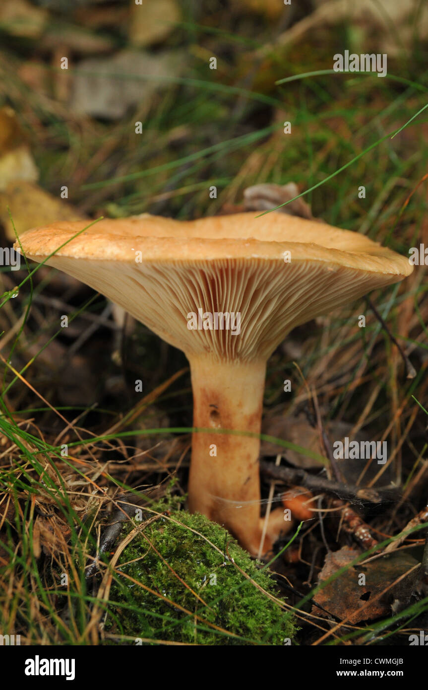 Lactarius torminosus hi-res stock photography and images - Alamy