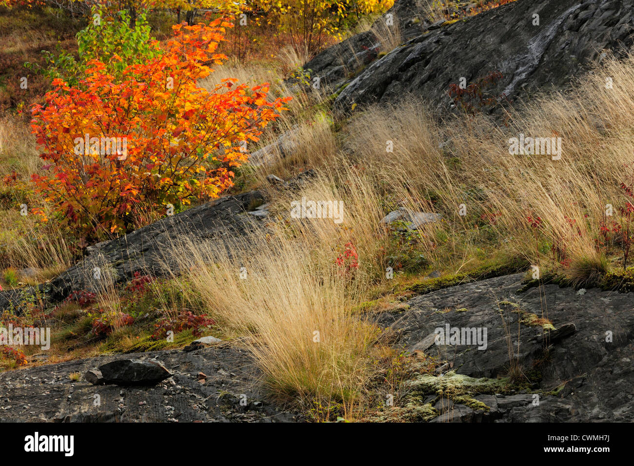 Native grasses natural textures hi-res stock photography and images - Alamy