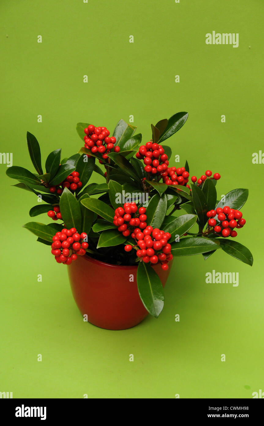 Skimmia japonica reevesiana pot hi-res stock photography and images - Alamy