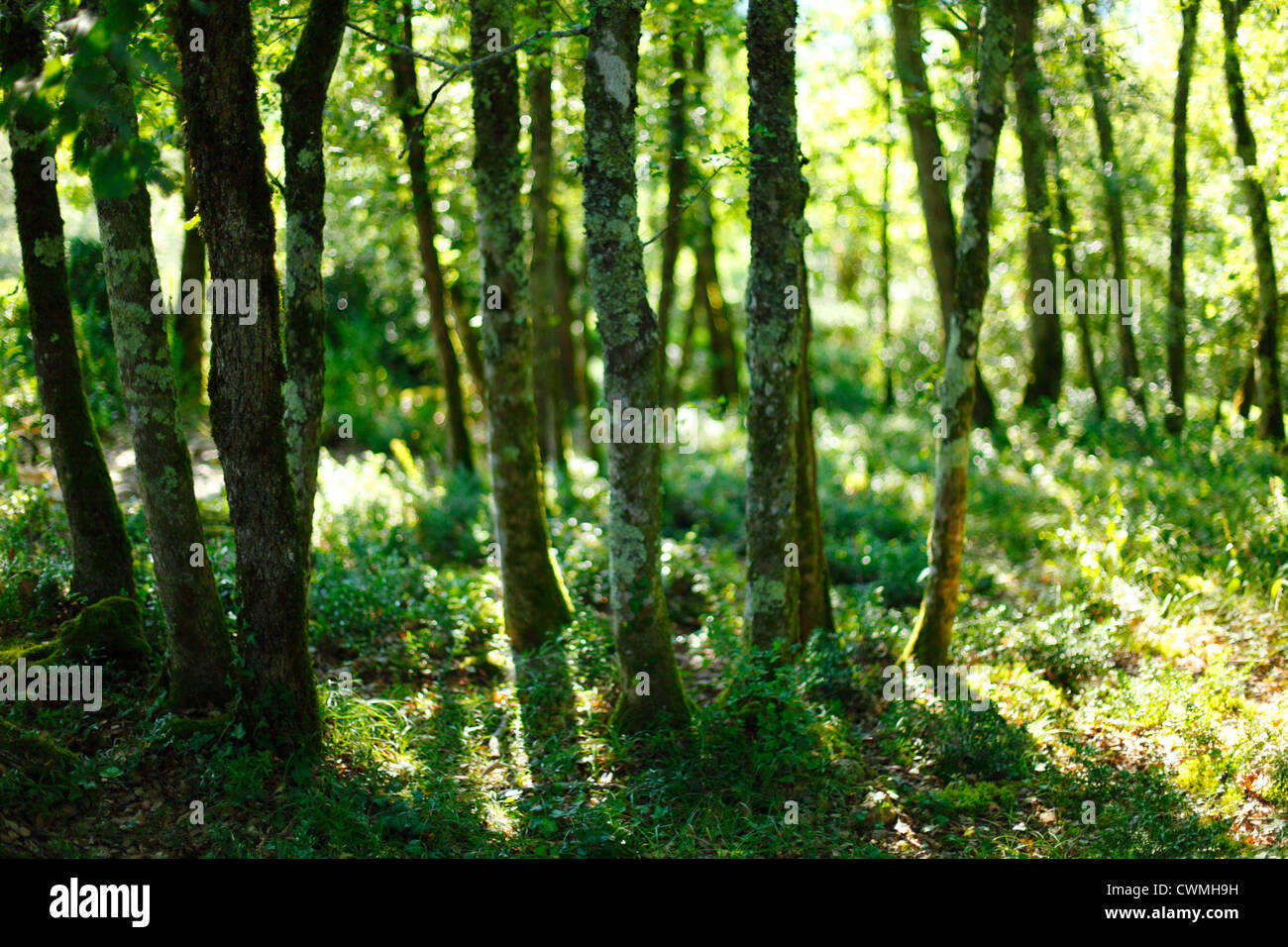 summer forest with sunlight Stock Photo - Alamy