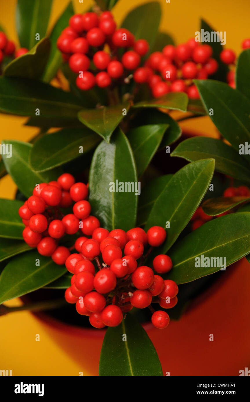 Skimmia japonica reevesiana pot hi-res stock photography and images - Alamy