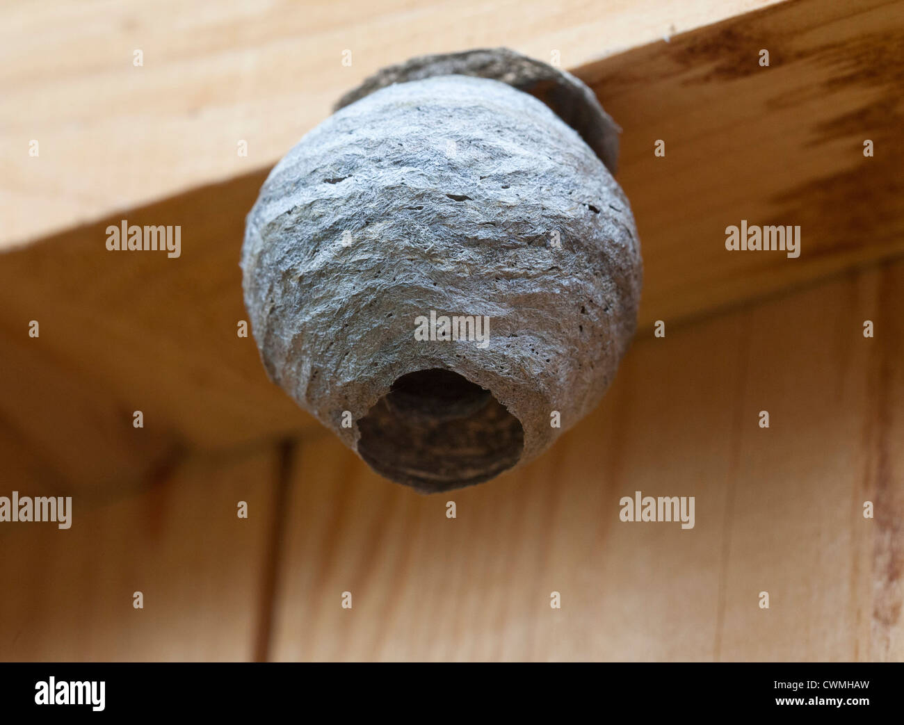small wasp nest Stock Photo - Alamy