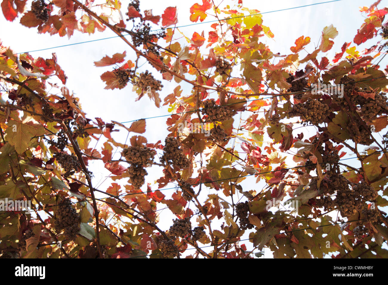 Grapes on vine sunny day Stock Photo - Alamy
