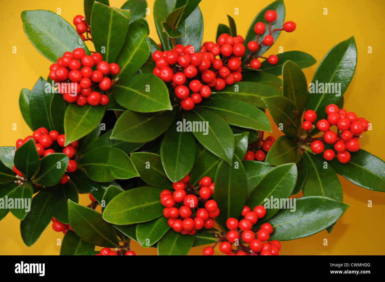 Skimmia Japonica Subsp. Reevesiana Stock Photo - Alamy