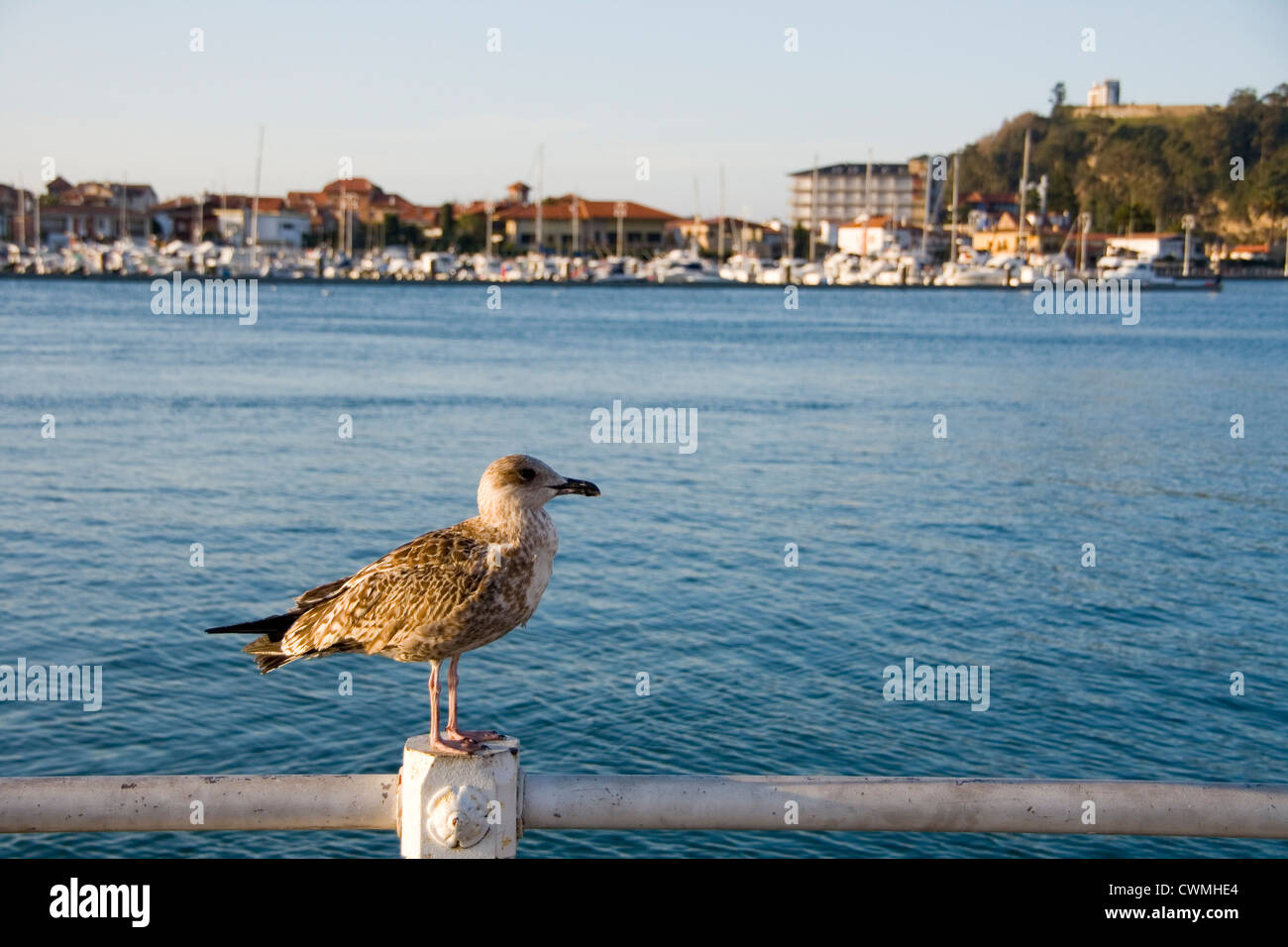 River sella fishing hi-res stock photography and images - Alamy