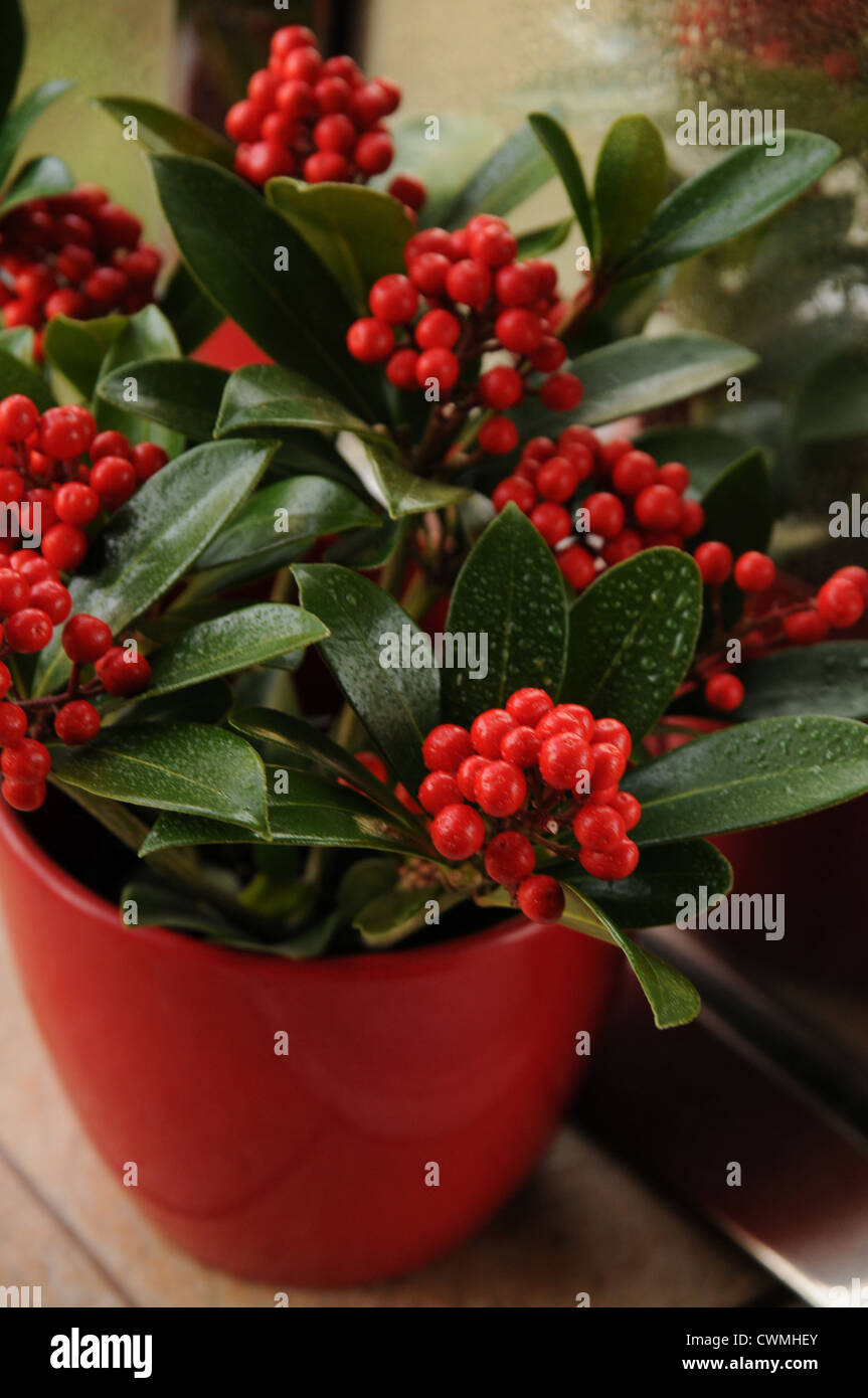Skimmia japonica subsp reevesiana hi-res stock photography and images ...