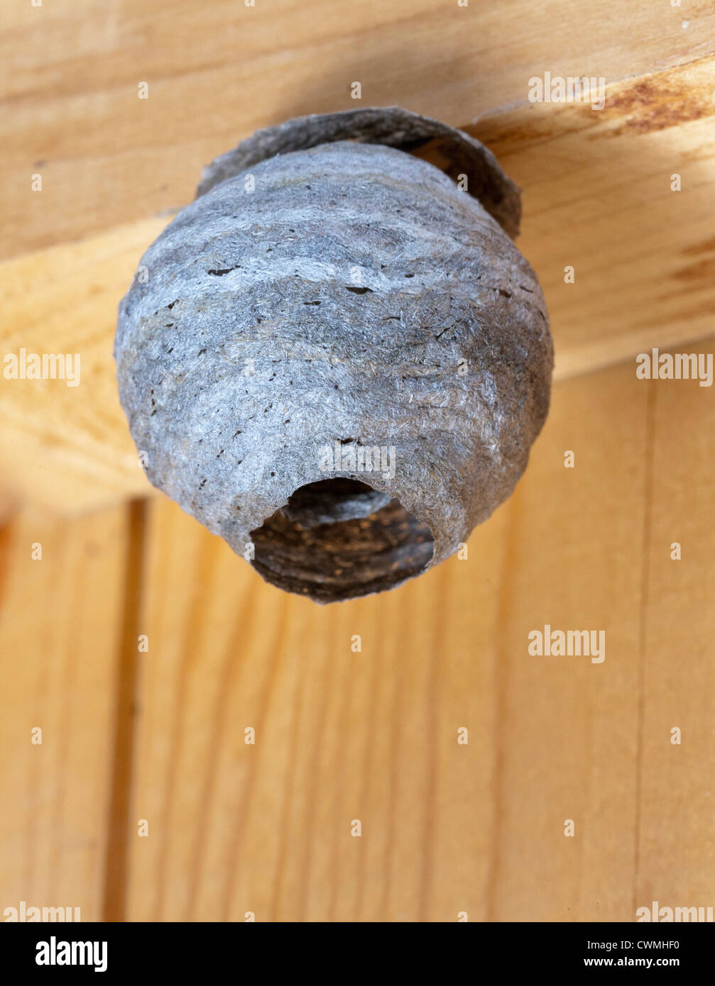 small wasp nest Stock Photo - Alamy
