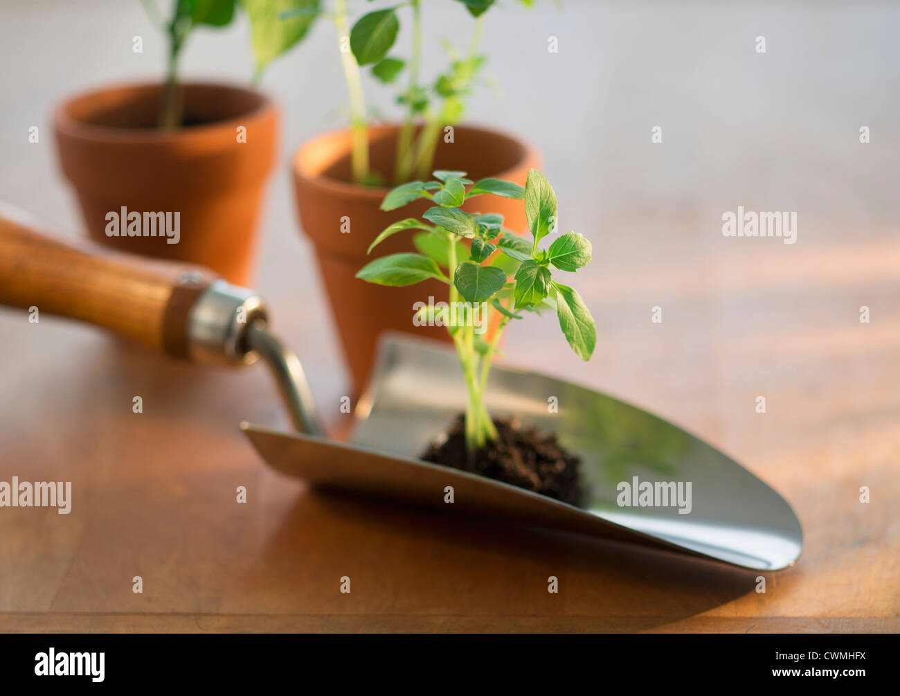 Soil and seedlings on spade and in flower pots Stock Photo - Alamy