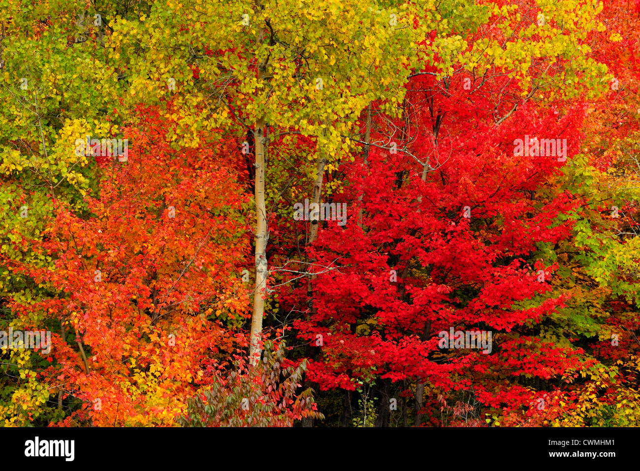 Red maples and aspens in autumn, Greater Sudbury, Ontario, Canada Stock ...